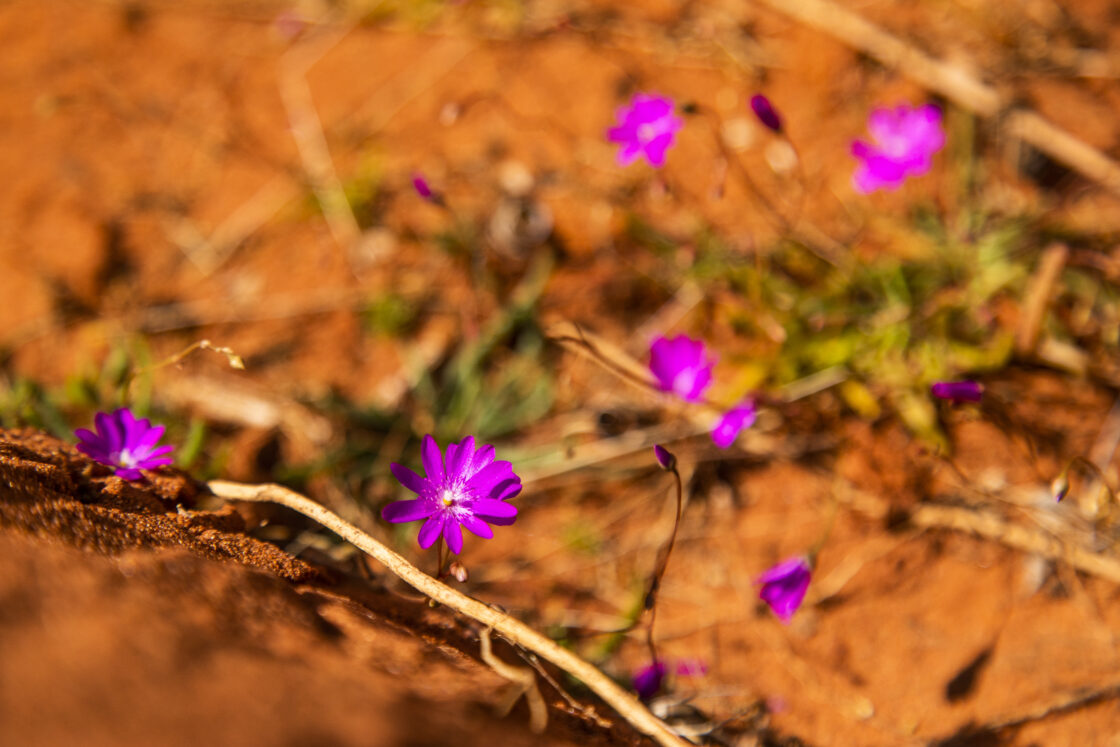 The WA Outback is Blooming - Pat Callinan's 4X4 Adventures