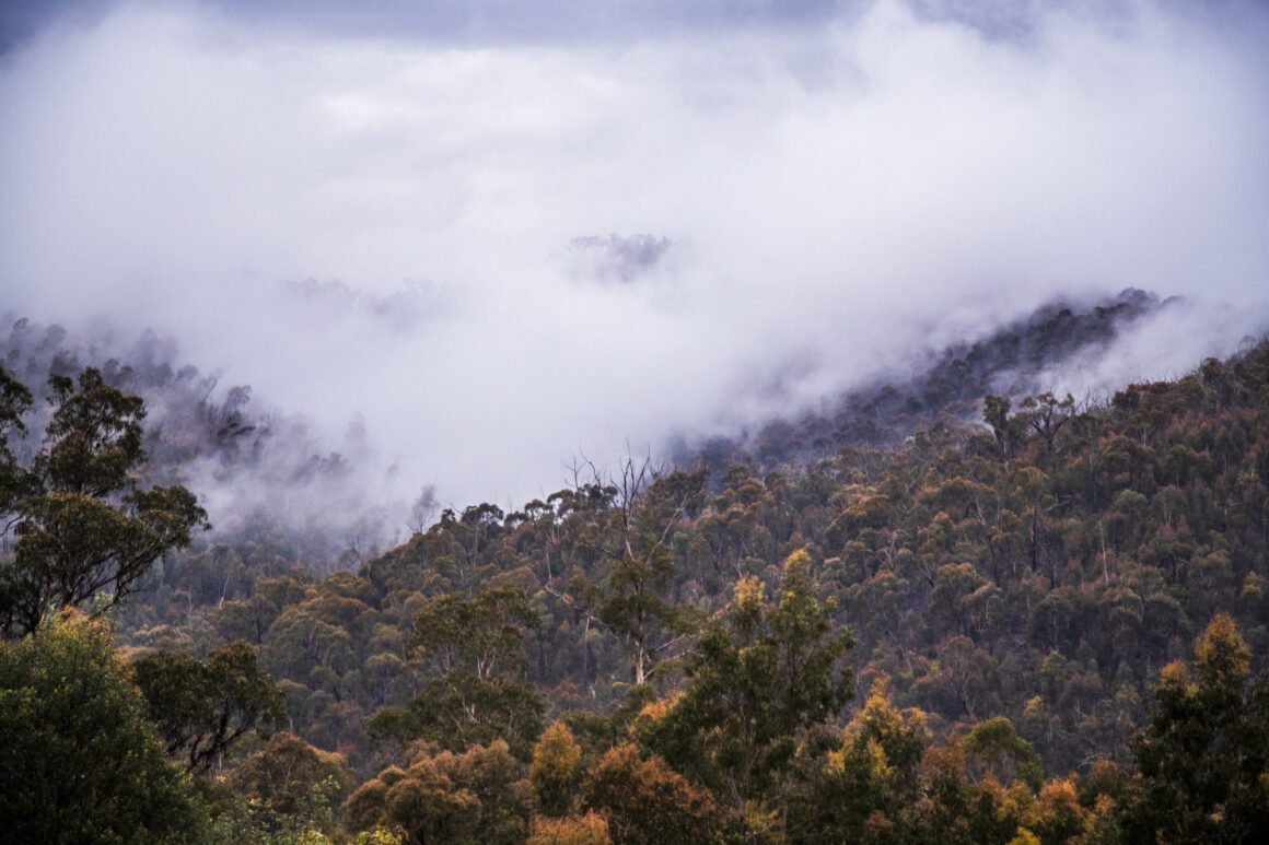 Billy Goat's Bluff Track: A High Country Adventure - Pat Callinan's 4X4 ...