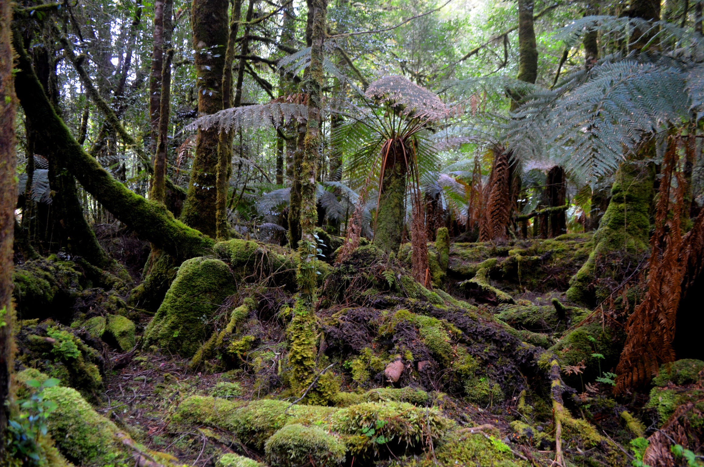 The-Tarkine-Gondwana-forests - Pat Callinan's 4X4 Adventures