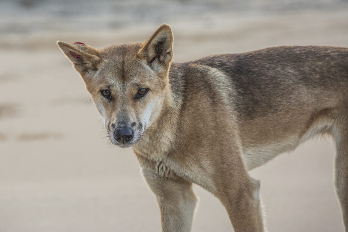 Dingoes are wild animals: Be dingo safe! - Pat Callinan's 4X4 Adventures