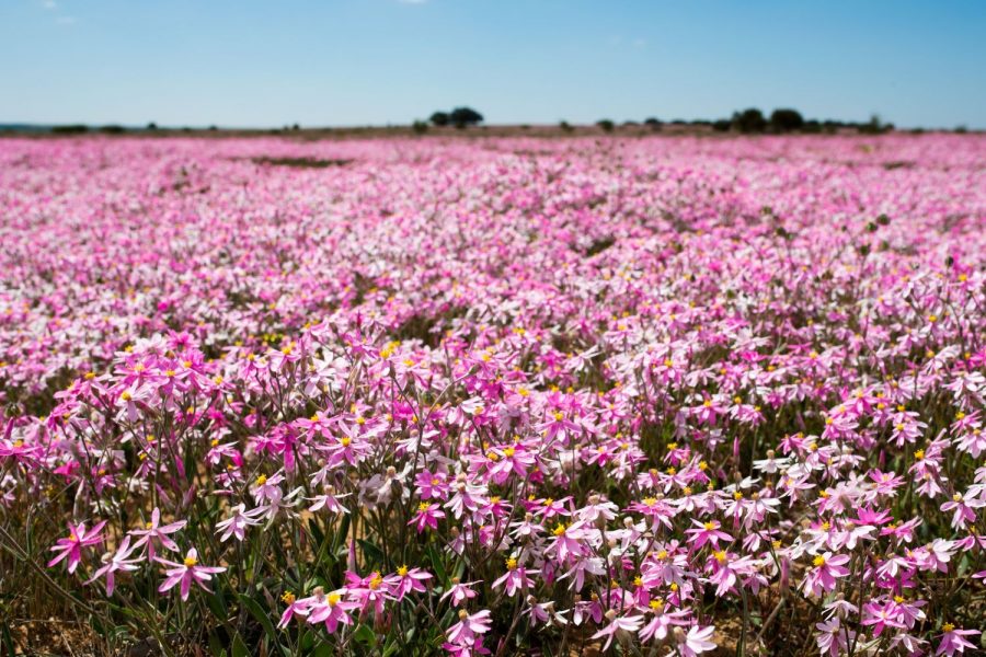 Wildflowers - Perenjori - Credit Tourism WA - Pat Callinan's 4X4 Adventures