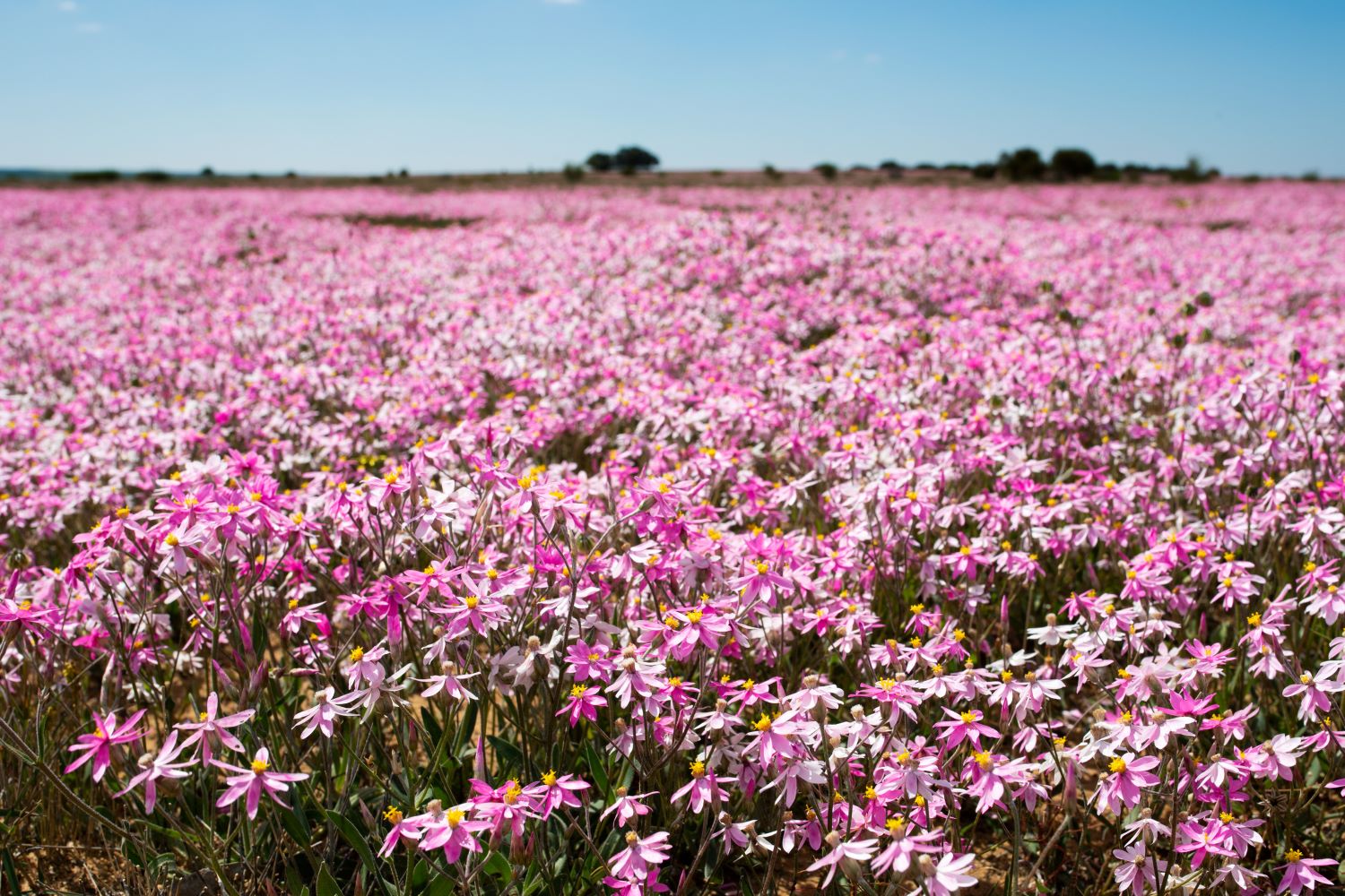 5 reasons spring is a great time to visit outback Australia