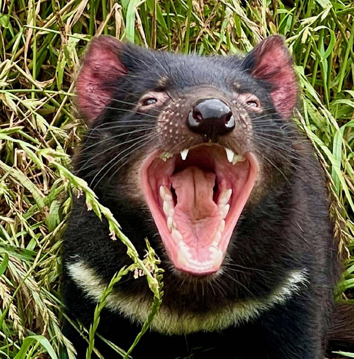 Species Spotlight: Tasmanian Devil - Pat Callinan's 4X4 Adventures