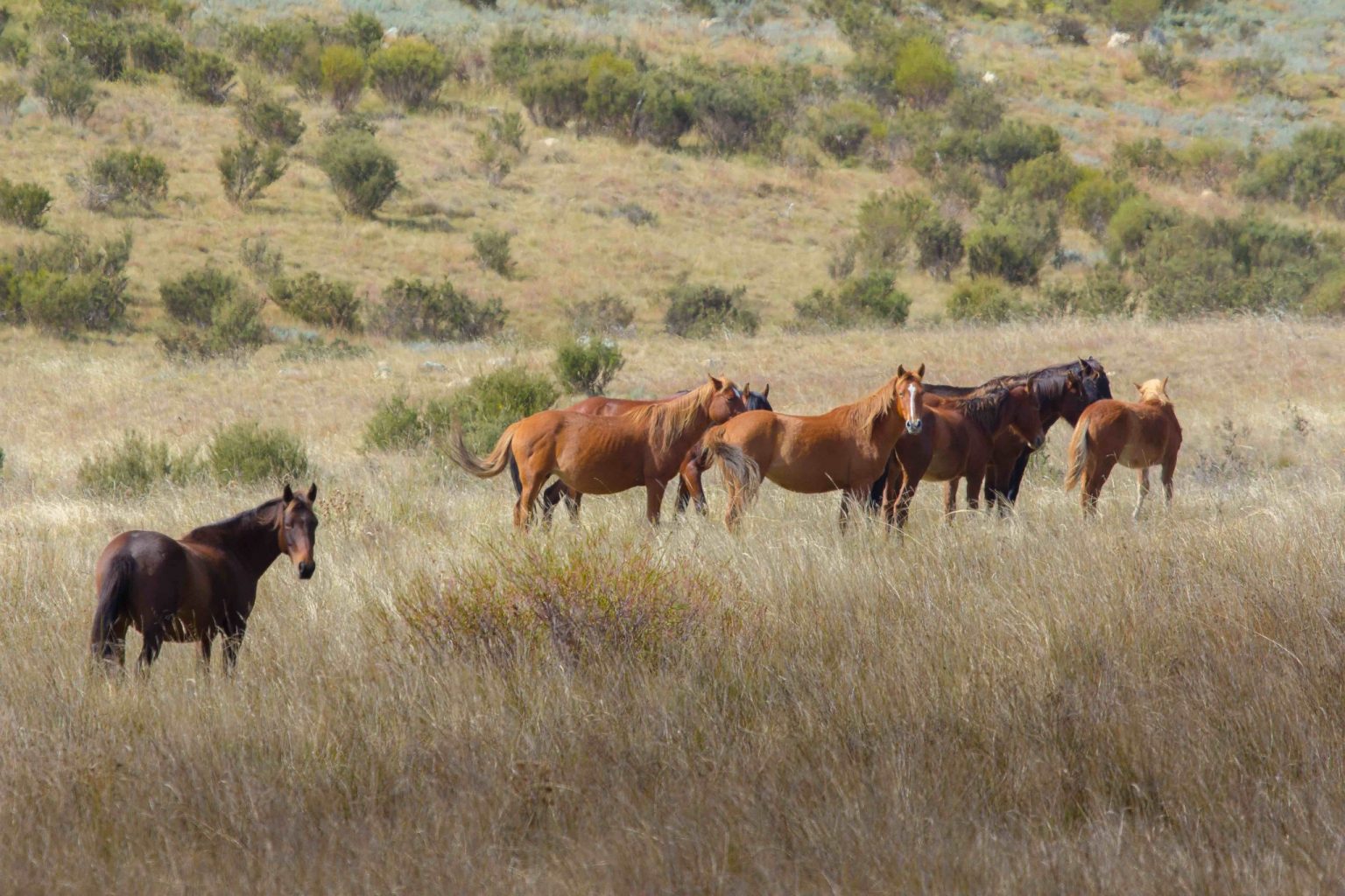 Wild Brumby Cull in Kosciuszko National Park - Pat Callinan's 4X4 ...