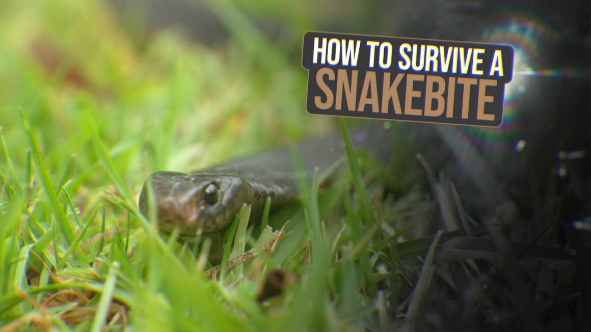 Surviving the Slithery: A 4X4 Adventurer's Guide to Snake Bites - Pat ...