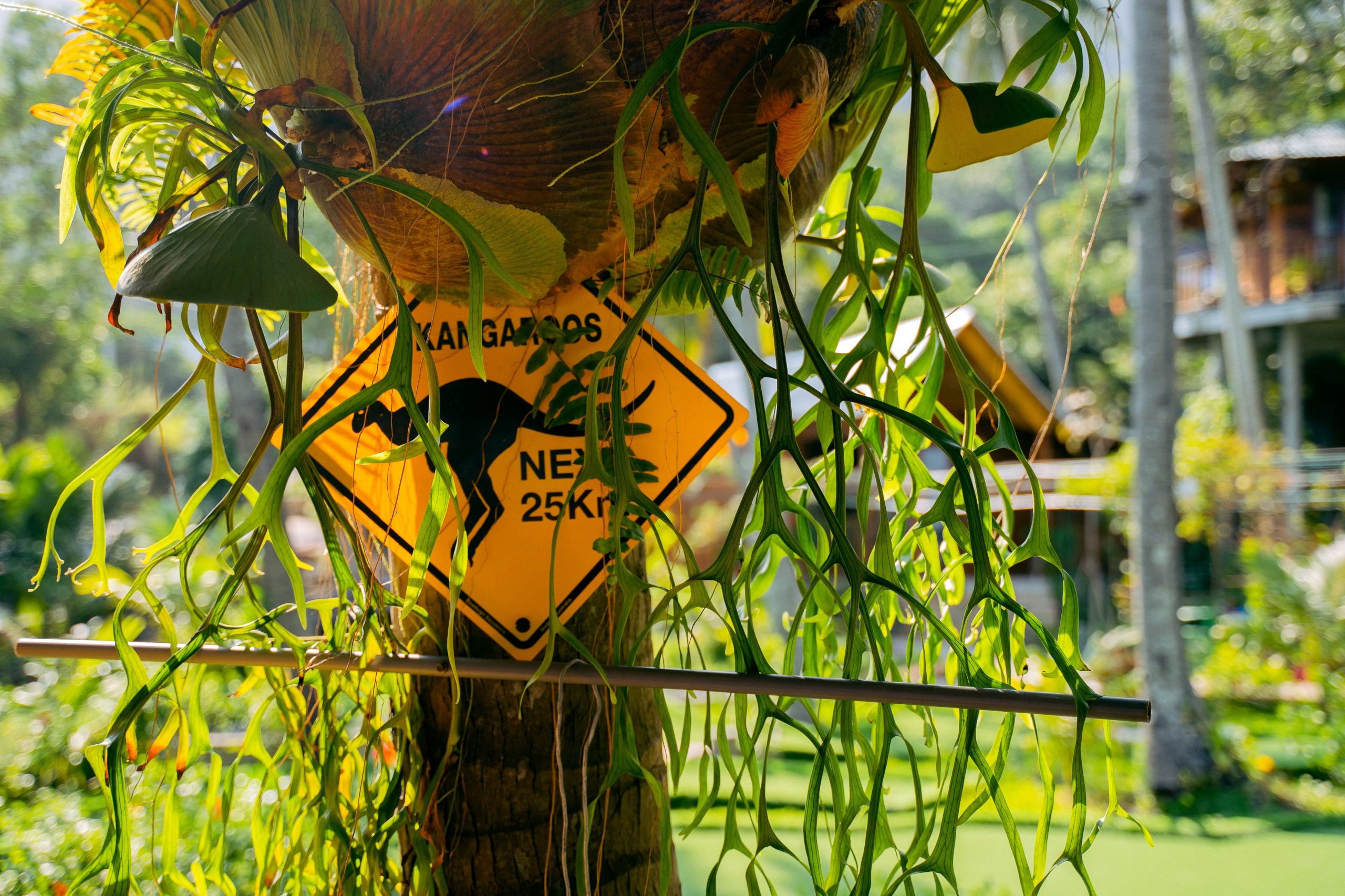 What to do when you hit a roo - Pat Callinan's 4X4 Adventures