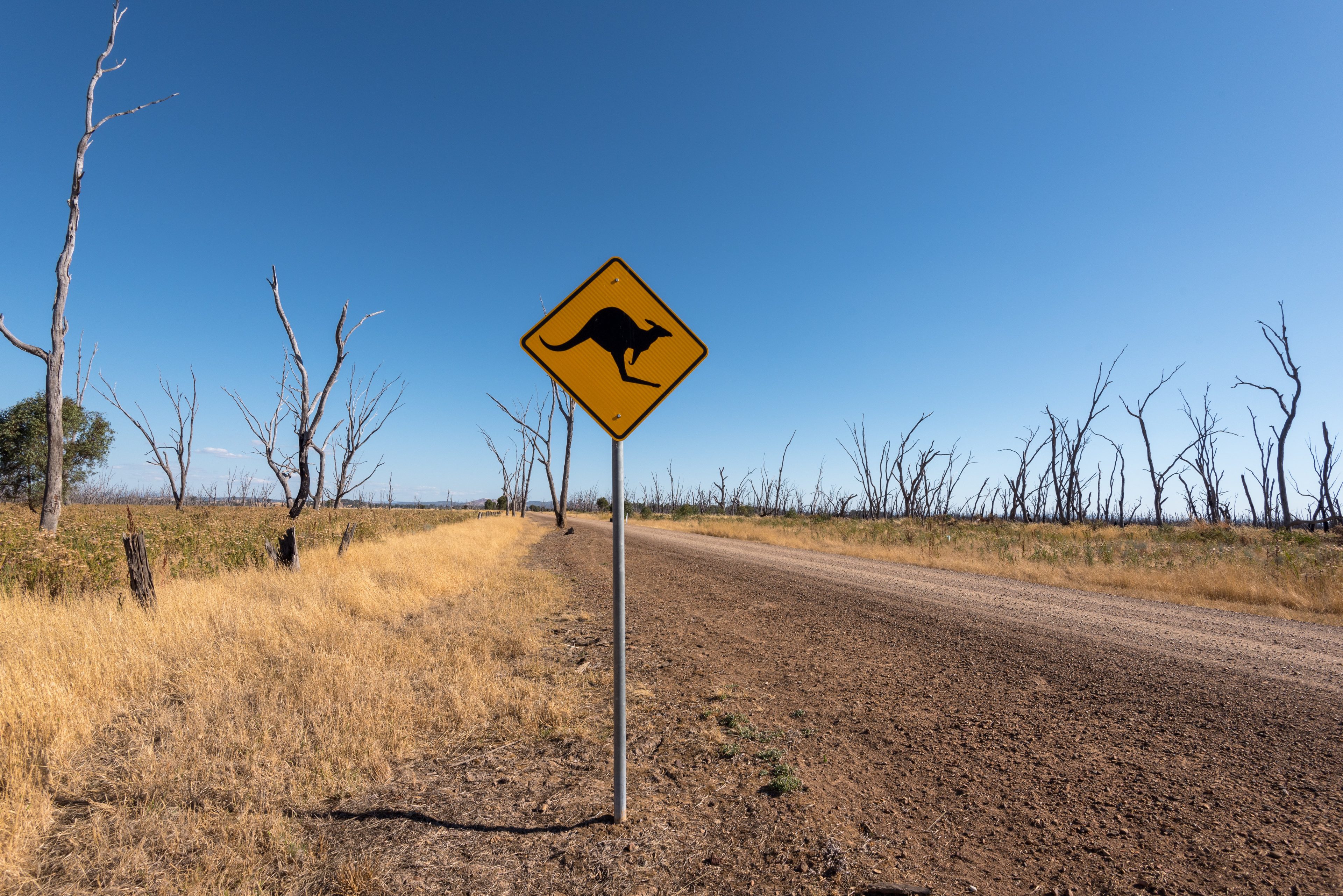What to do when you hit a roo - Pat Callinan's 4X4 Adventures