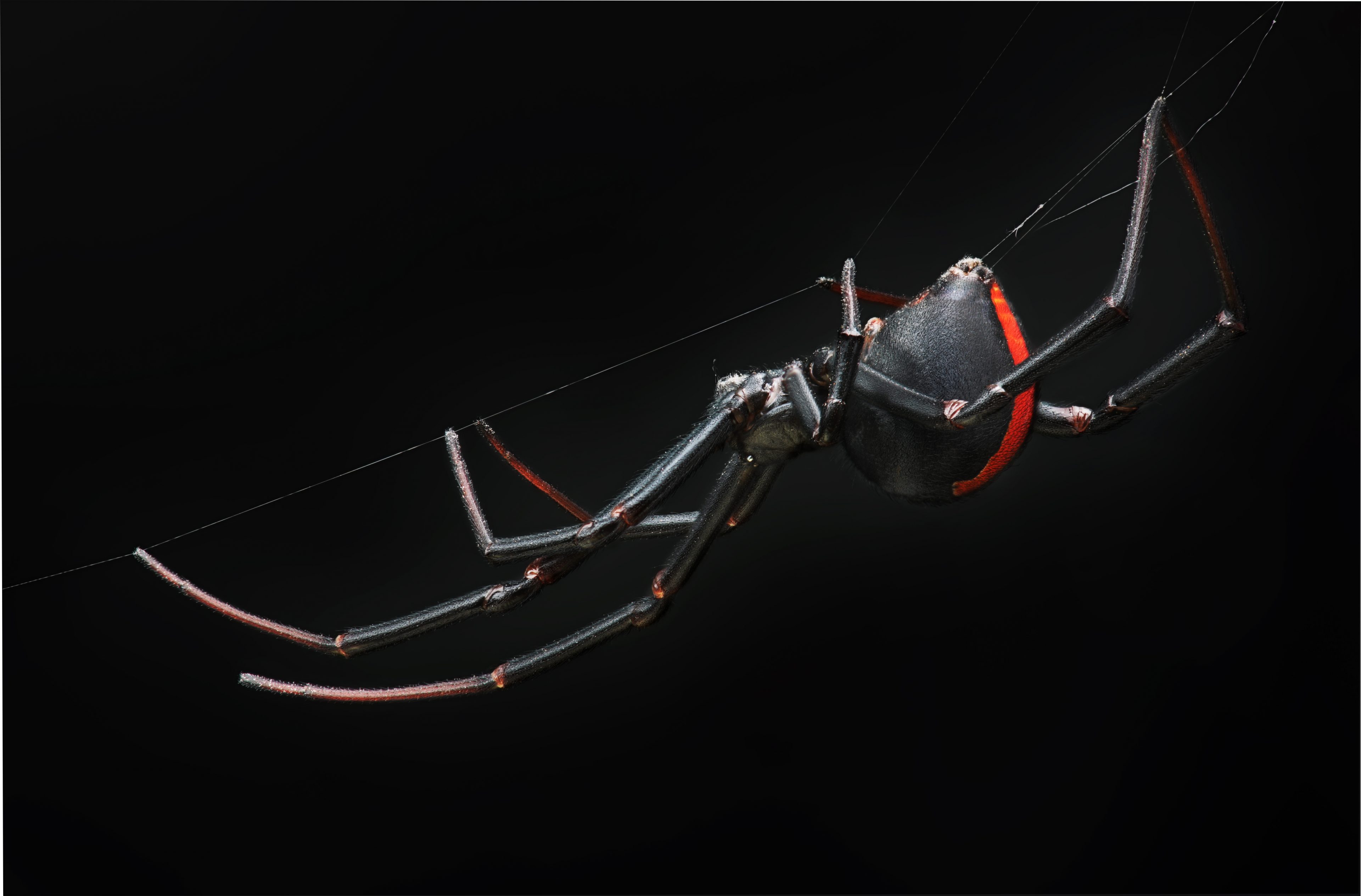 High,Magnification,Of,Female,Redback,Spider,(black,Widow),Hanging,On ...