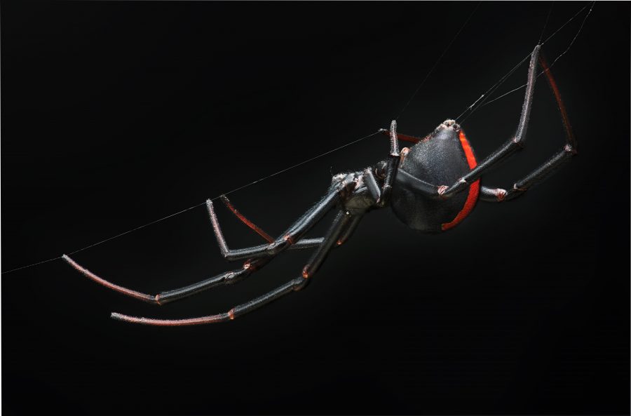 High,Magnification,Of,Female,Redback,Spider,(black,Widow),Hanging,On ...