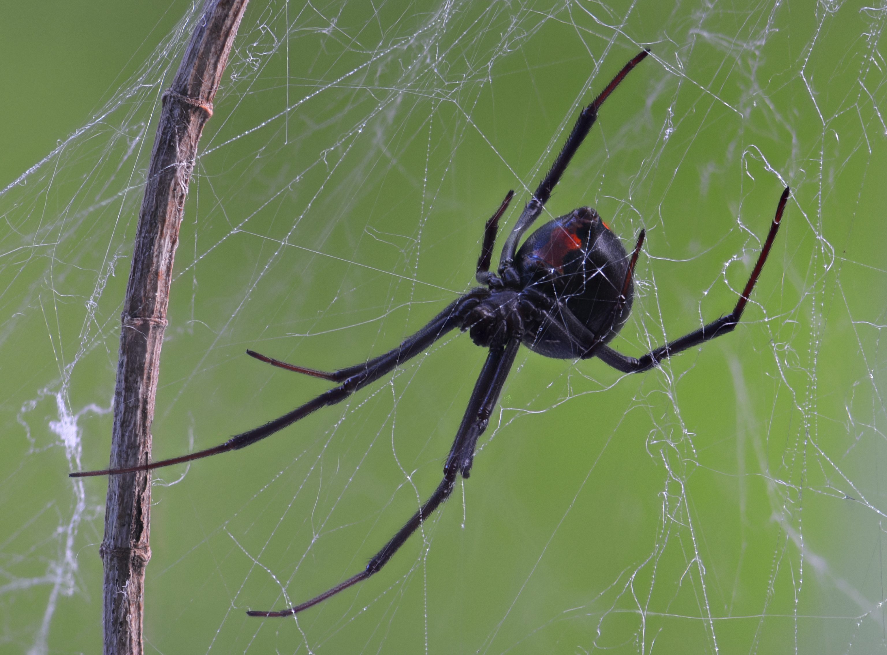 Black,Widow,Spider,/,Red,Back,Spider,On,Web,Isolated - Pat Callinan's ...