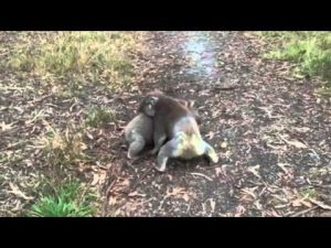 Viral Video: Two Sumo-Wrestling Koalas - Pat Callinan's 4X4 Adventures