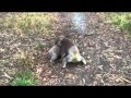 Viral Video: Two Sumo-Wrestling Koalas - Pat Callinan's 4X4 Adventures